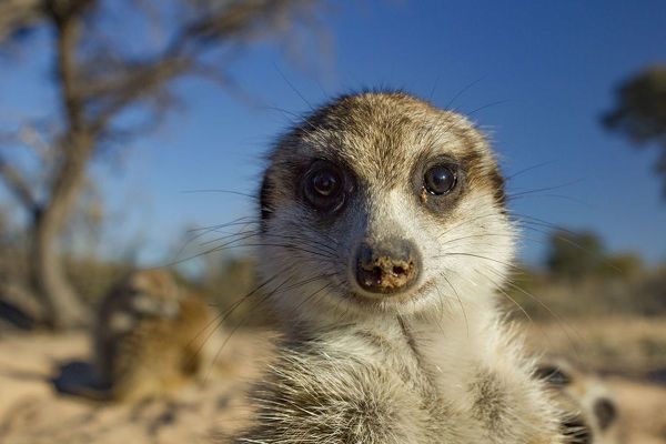 Setup Suricata IDS on Debian Stretch